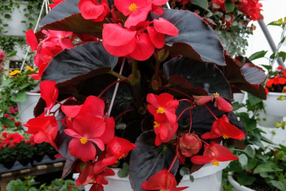 Plants – Homestead Gardens