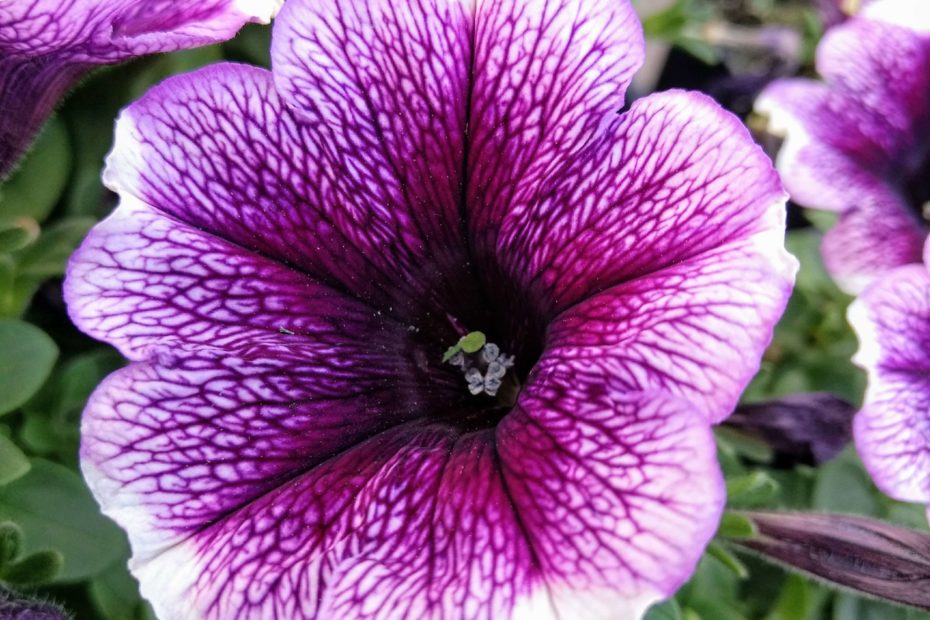 Plants – Homestead Gardens